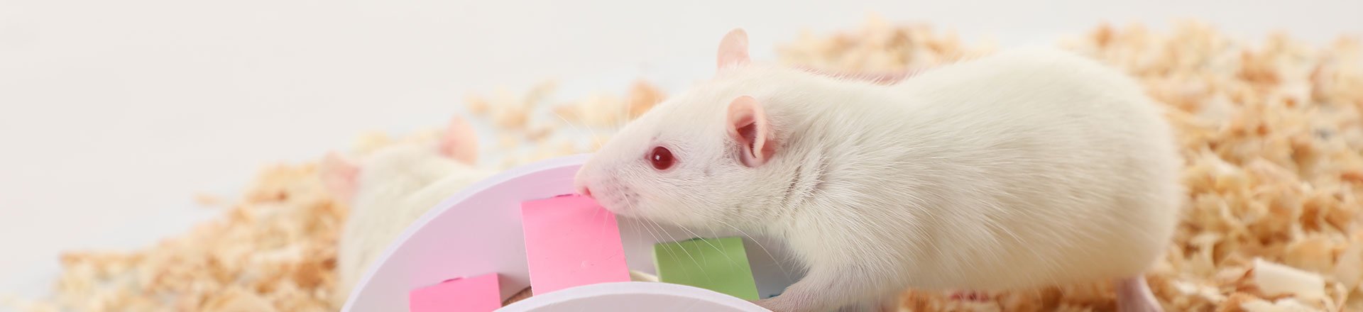 Freeze-dried baby mice